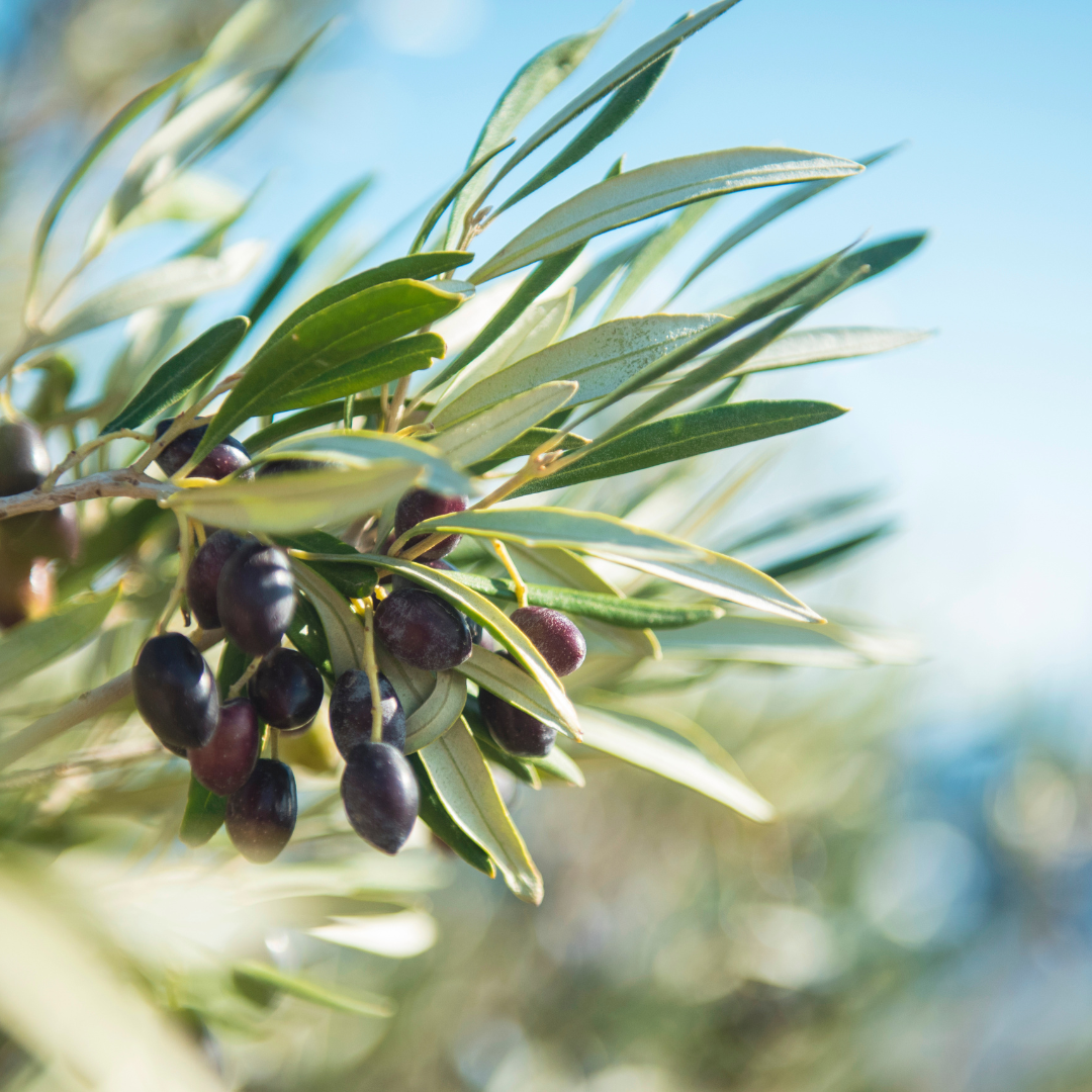 Make olives part of your healthier eating plan - Fragata